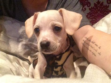 Miley Cyrus 2013 Puppy Erotica2