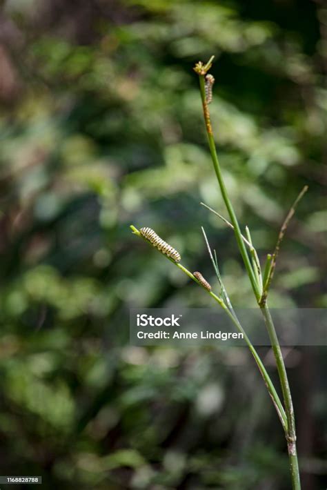 개발 피드의 다양한 단계에서 동부 제비 꼬리 나비 애벌레와 즙이 많은 식물의 녹색 줄기에 성장 0명에 대한 스톡 사진 및 기타 이미지 Istock