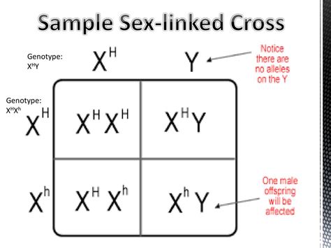 Chromosomal Theory Of Inheritance Ppt Download