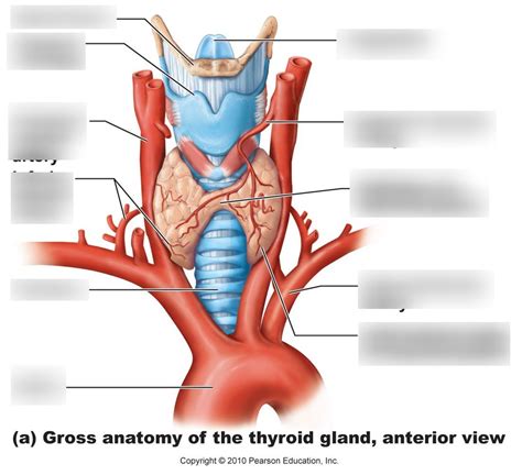 Gross Anatomy Of The Thyroid Gland Anterior View Diagram Quizlet