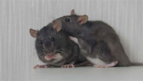 The Sounds Of Orgasms A Study On The Sex Life Of Rats Informs Human