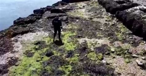 ဗြိတိန်ရေနေသတ္တဝါများတွင် ကိုကင်းနှင့် စိတ်ကြွဆေးပြားများ တွေ့ရှိ