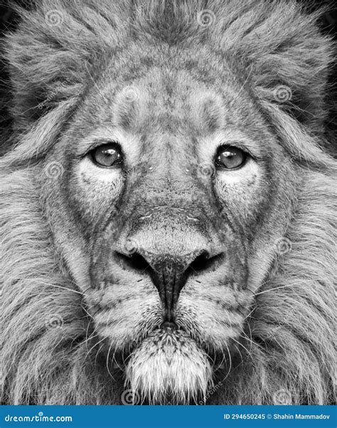 A Black And White Portrait Of A Male African Lion Panthera Leo Direct