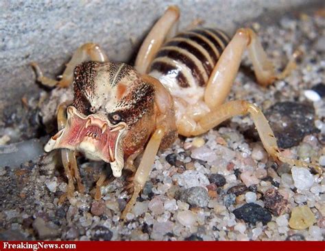 231 best weird bugs images on pinterest insects bugs and butterflies