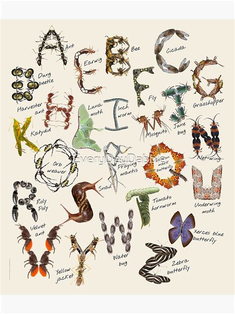 Insect Alphabet Bug Alphabet Phonetic Bug Lover Abcs Poster For