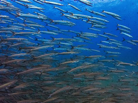 แชร์ประสบการณ์เรียนดำน้ำที่เกาะเต่า 🩵🐳🤿 แกลเลอรีที่โพสต์โดย บฟ🌈💖 Lemon8