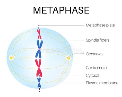 Metaphase Cell Division Stage Of Mitosis Stock Vector Illustration Of Membrane Anaphase