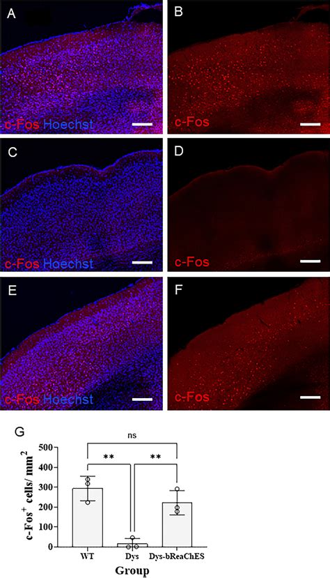 Neural Activation Of The Visual Cortex As Measured By C Fos Expression