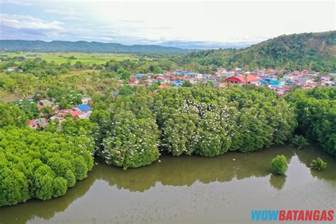 Mangrove Restoration Eyed To Harbour Migratory Birds