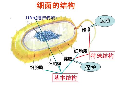 细菌荚膜图片 细菌荚膜手绘图红蓝 伤感说说吧
