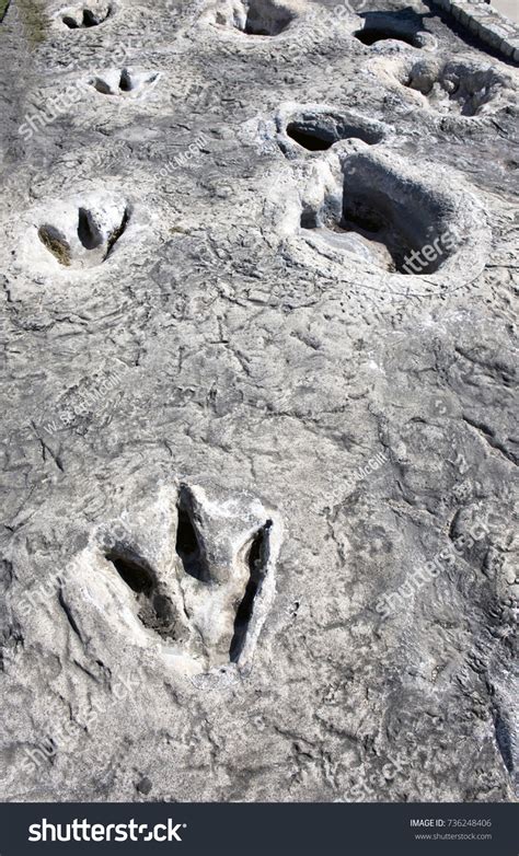 Dinosaur Fossil Footprint Over 1 371 Royalty Free Licensable Stock