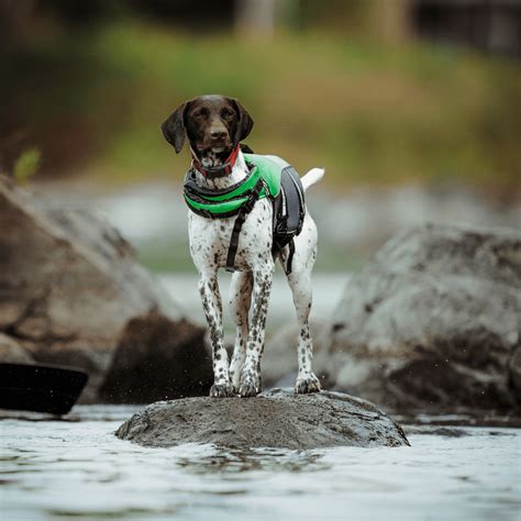 German Shorthaired Pointer What Dog Breed