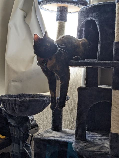Diora Shows Her Love Of The New Cat Tree By Dangling Rdanglers