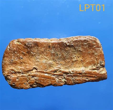 พระหลวงพ่อโต เนื้อดินสีพิกุล กรุวัดชีปะขาวหาย จ พิษณุโลก Lp Toh Phitsanulok รหัสสินค้า Lpt01 Ennxo