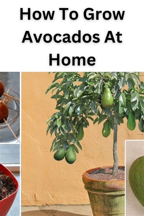 Save Money On Avocados Heres How To Grow A Avocado Tree In A Small