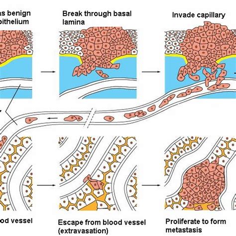 7 Structure Of Gemtuzumab Ozogamicin Mylotarg The Potent Dna