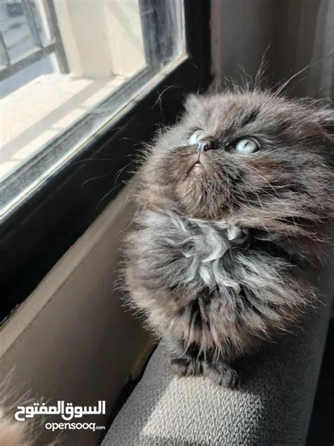 قط بريتش لونج هير كنفوش 261583931 السوق المفتوح