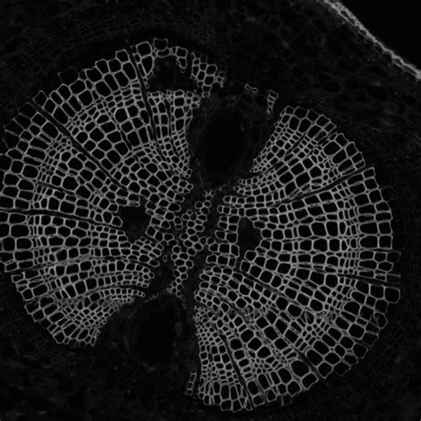 Olympus Ix83 Motorized Automated Multiwavelength With Autofocus Inverted Fluorescence Microscope