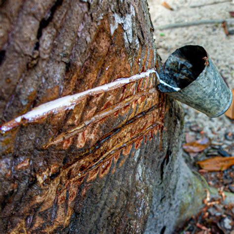 How To Remove Tree Sap From Outdoor Furniture Posh Living Magazine