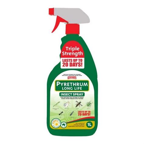 Pyrethrum Long Life Multicrop Exotic Botanic