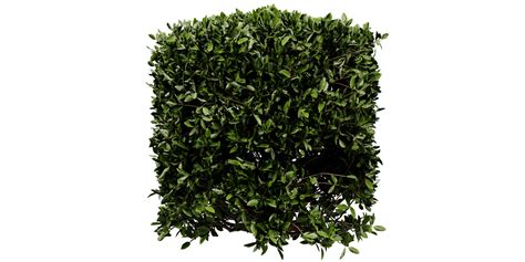 Collection Plant Vol 546 Blender Model 3d Model Cgtrader
