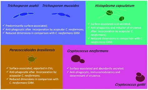 Properties And Distribution Of GXM Like Glycans In Fungal Pathogens Download Scientific
