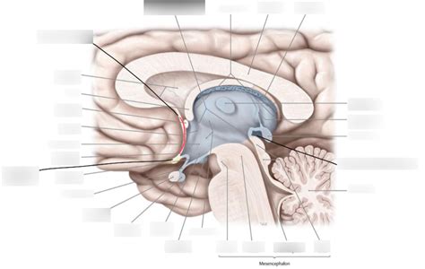 Diencephalon Diagram Quizlet