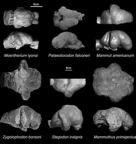 1 Endocranial Casts Of Moeritherium Lyonsi Nhm Uk M9116 Download Scientific Diagram