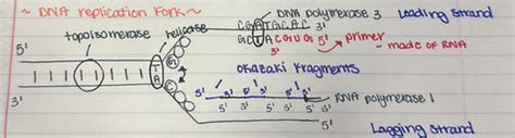 Bio 205 Exam 4 Flashcards Quizlet