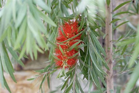 Callistemon Viminalis Leaf