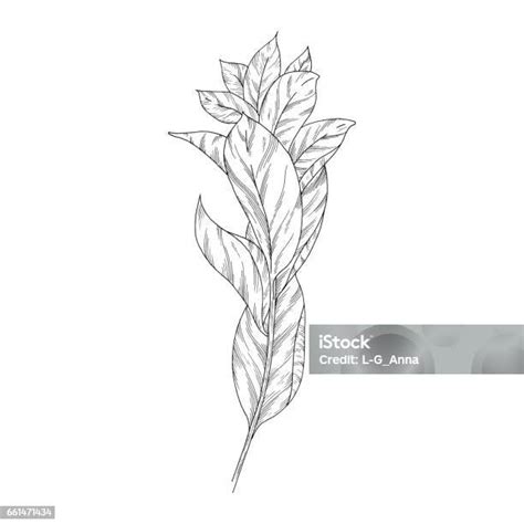 흰색 바탕에 나뭇잎 잉크 밑그림입니다 벡터 일러스트 레이 션 디자인에 대 한 0명에 대한 스톡 벡터 아트 및 기타 이미지 0