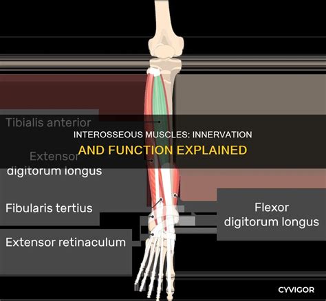 Interosseous Muscles Innervation And Function Explained Cyvigor