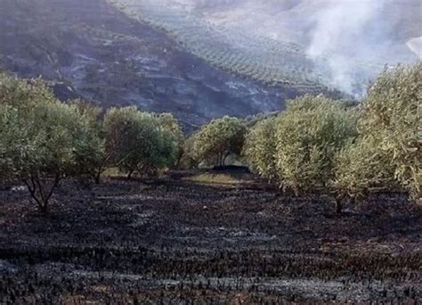 Digjen Mijëra Rrënjë Ullinj Në Kodrat E Dushkut Në Lushnje Vizion Plus