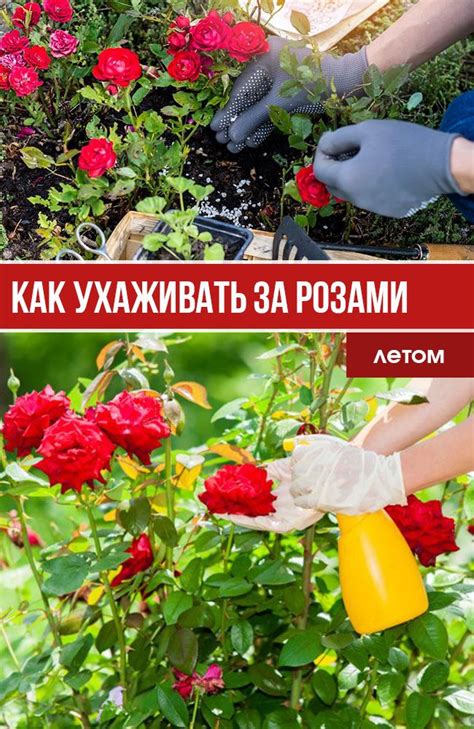 Как ухаживать за розами летом Розы Черенки роз Растения