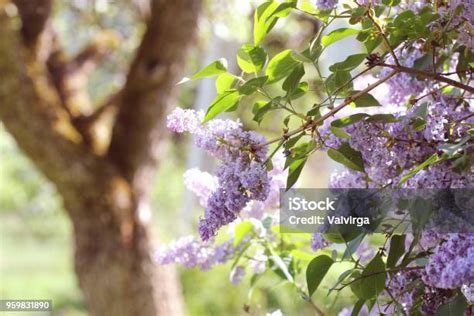 정원 공원에 있는 분홍색 라일락의 분기 봄 라일락 나무의 아름 다운 꽃 꽃입니다 스프링 개념 계절에 대한 스톡 사진 및 기타 이미지 Istock