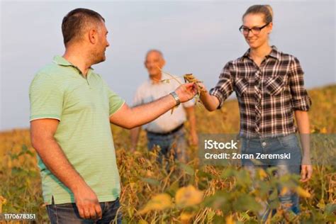 수확 하기 전에 콩 작물을 검사 하는 필드에 서 농민의 그룹 농부에 대한 스톡 사진 및 기타 이미지 농부 여성 3 명