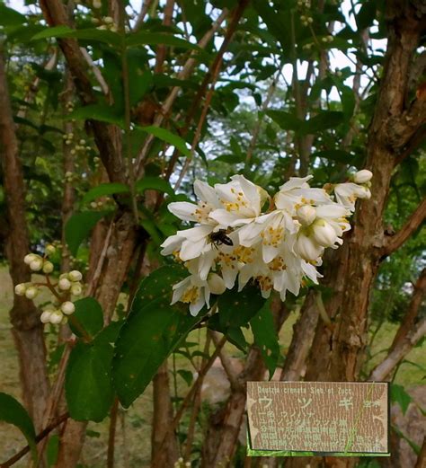 半田山植物園 の白い花5月中旬編 楽天版じぶん更新日記 楽天ブログ