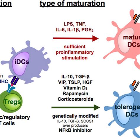 Pdf Tolerogenic Dendritic Cells For Regulatory T Cell Induction In Man