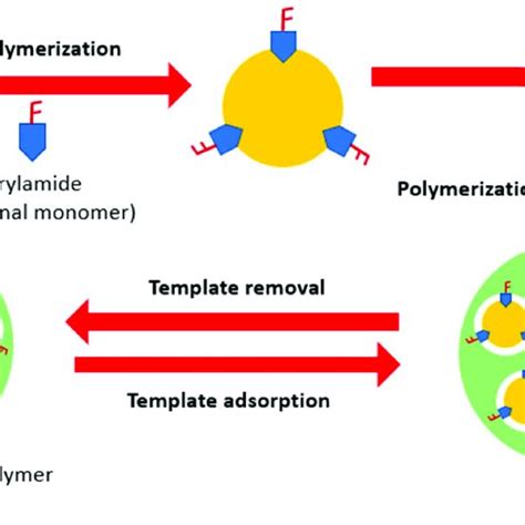 Molecularly Imprinted Polymer Mip Synthesis Diagram Download Scientific Diagram