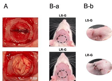 A Critical Sized Bone Defects With And Without Sponges Fifteen Download Scientific Diagram