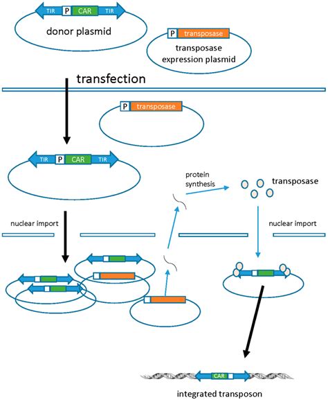 Transposons Transposons Are Dual Component Systems Composed Of One Download Scientific Diagram