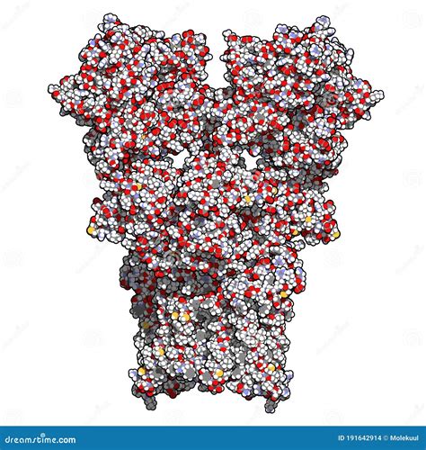 Ampa Receptor Ionotropic Glutamate Receptor Structure Of The Rat Ampar Composed Of Tetrameric