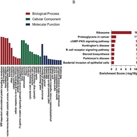 Go And Kegg Analysis Of Altered Mrnas The Go Analysis Of Download