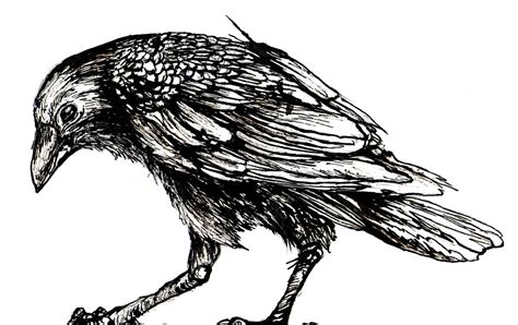 Crow Line Drawing At Explore Collection Of Crow