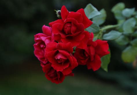 ফুলের ছবি সুন্দর সুন্দর পিক