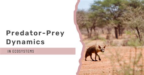 Predator Prey Dynamics In Ecosystems Ourroadtonature