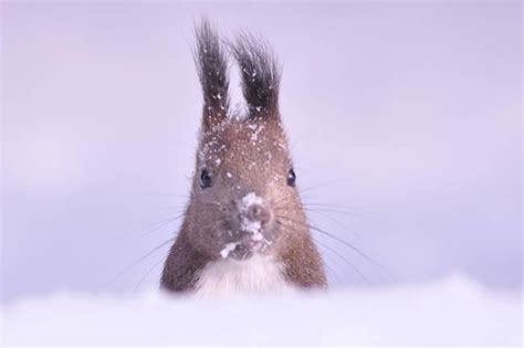 エゾリスと森の仲間たちの画像 エキサイトブログ blog エゾリス リス 動物