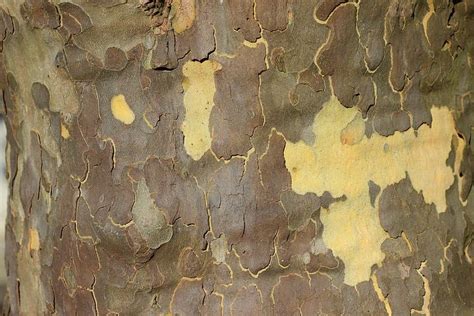 1 000 Free Tree Bark Texture Bark Images Pixabay