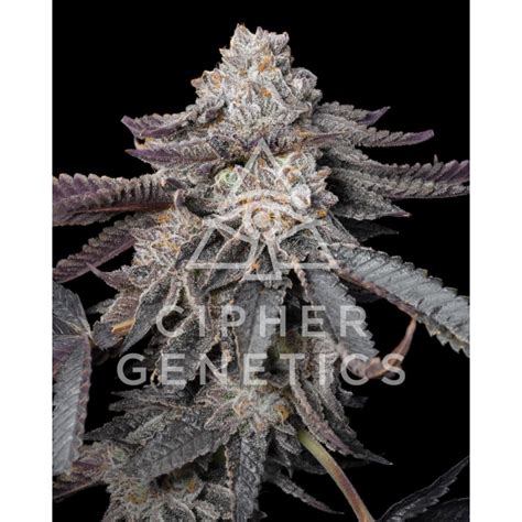 Ciphergenetics Archives Terpy Seeds