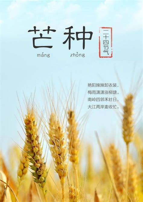 二十四节气芒种芒种节气特点与习俗 澎湃号政务 澎湃新闻 The Paper
